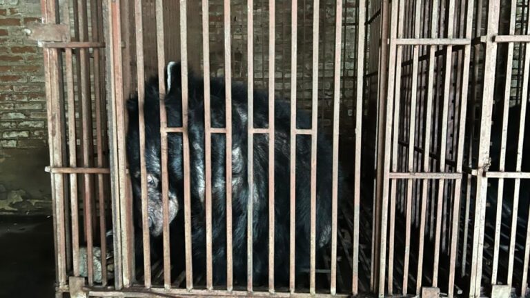 Save bears' lives today - Animals Asia