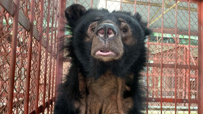 Save bears' lives today - Animals Asia