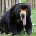 About Asia's bears - Animals Asia